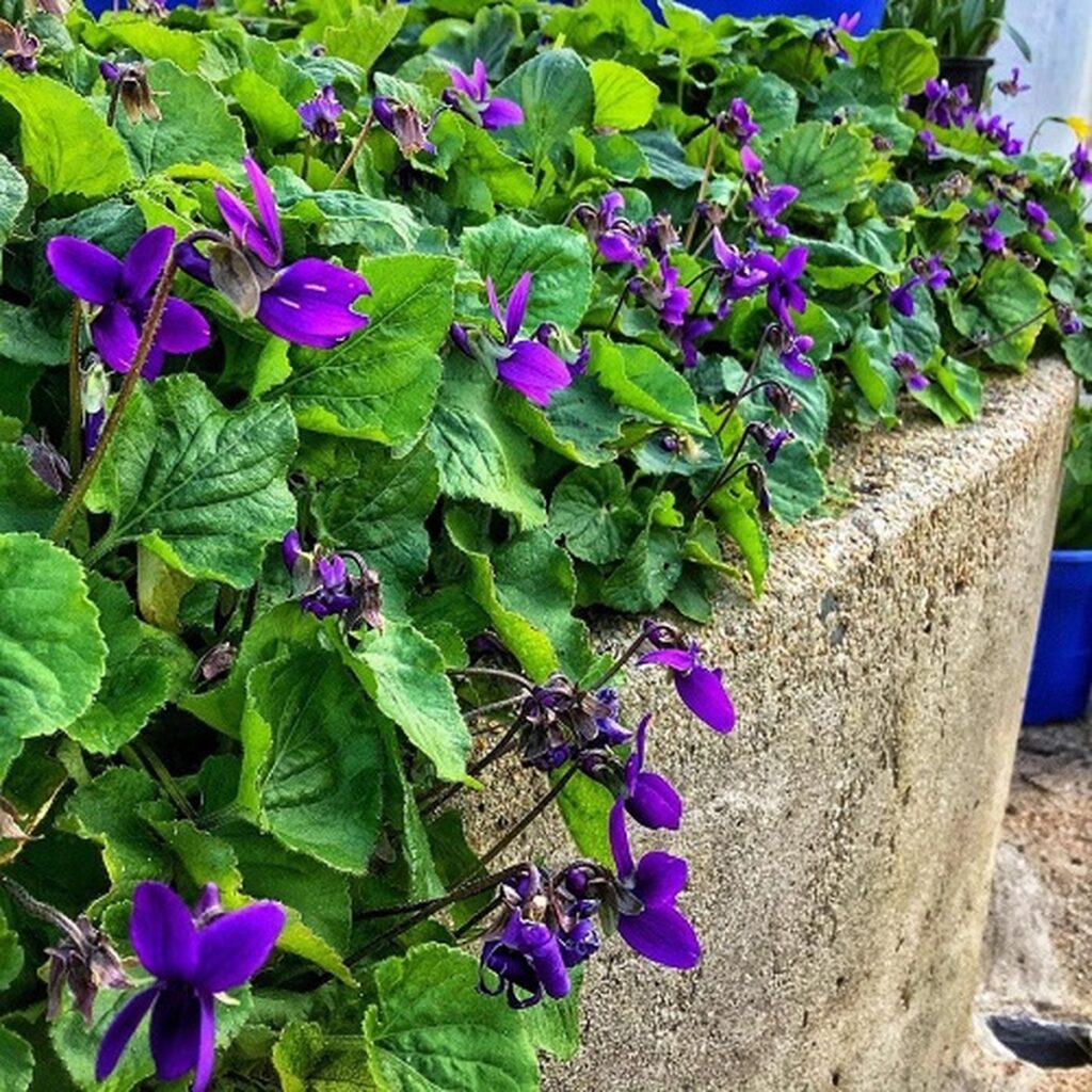 7 Breathtaking Iran Flowers That Will Steal Your Heart