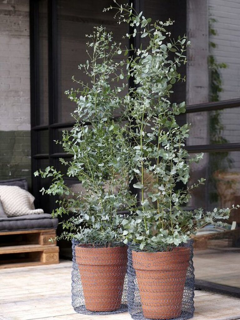 14 Effective Plants That Keep Lizards Away From Home & Garden