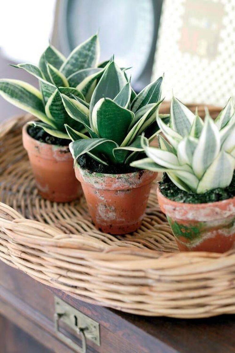 24 Gorgeous Snake Plant Arrangements for 2025 That Wow