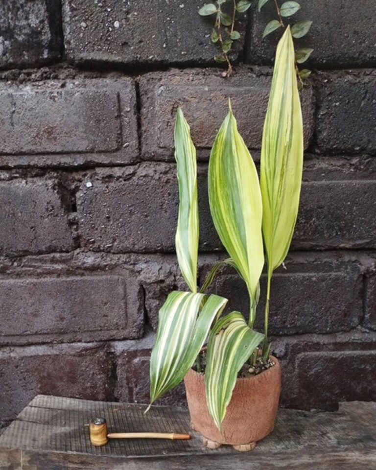 20 Beautiful Types of Cast Iron Plant Varieties