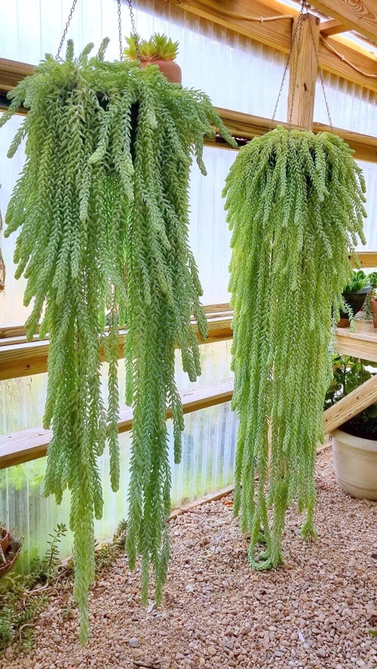 18 Beautiful Succulents With Long Stems - Stunning Trailing Varieties