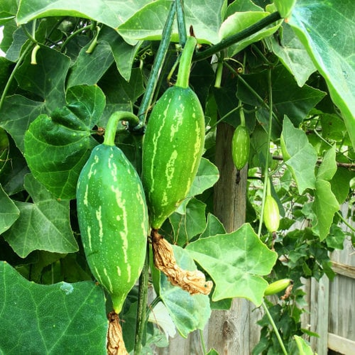 10 Delicious Types of Gourds that are Edible - Try Them Today!