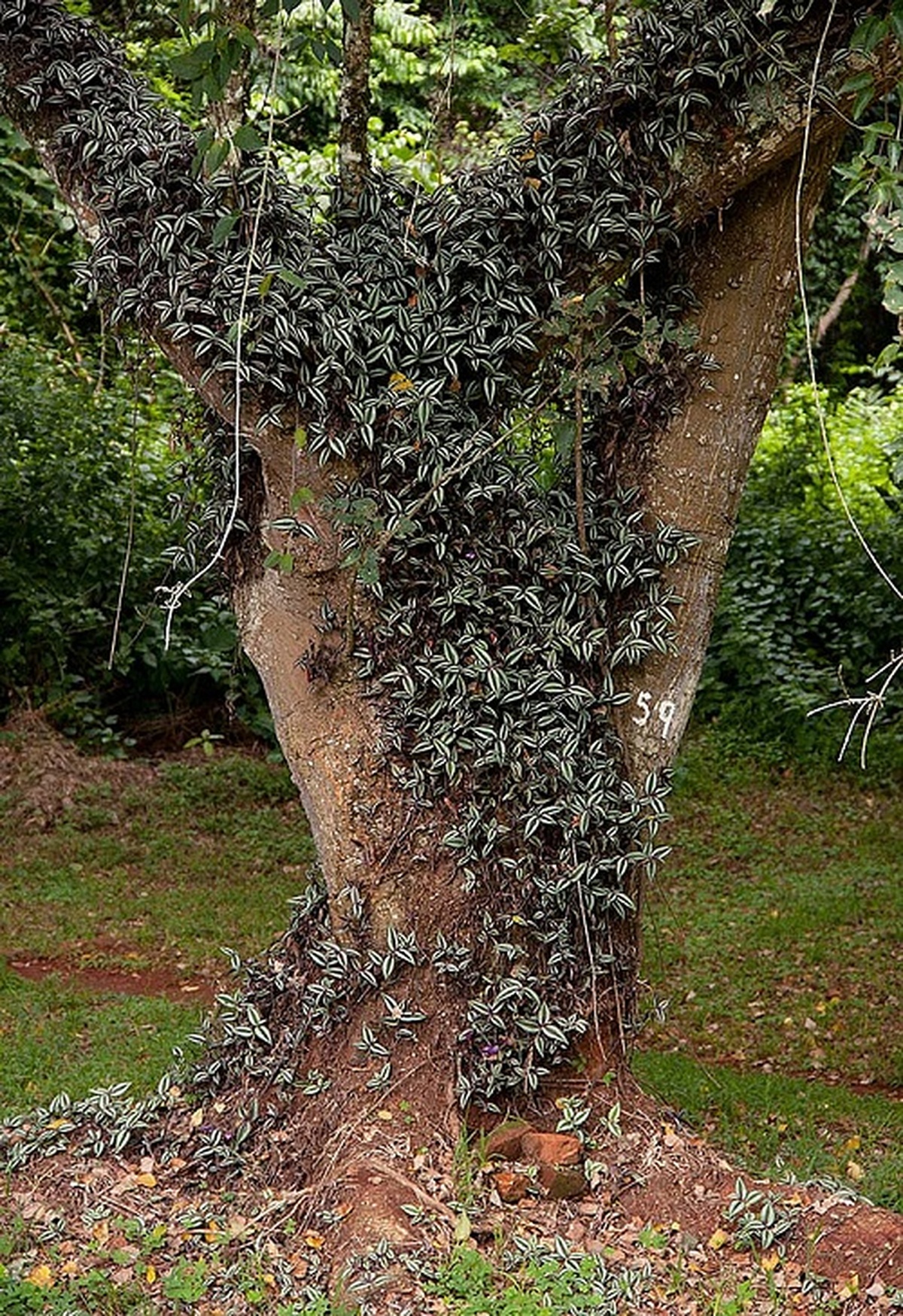 11 Simple Ways to Train Your Wandering Jew Plant Like a Pro