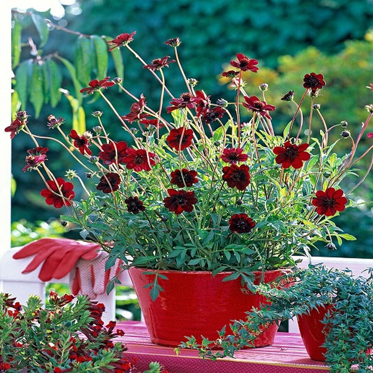 12 Stunning Red and Black Flowers to Brighten Any Garden