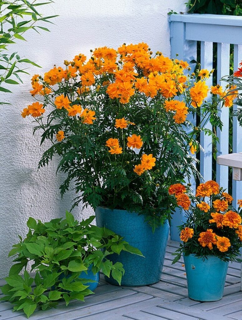 47 Stunning Flowers For Full Sun That Thrive In Blazing Heat