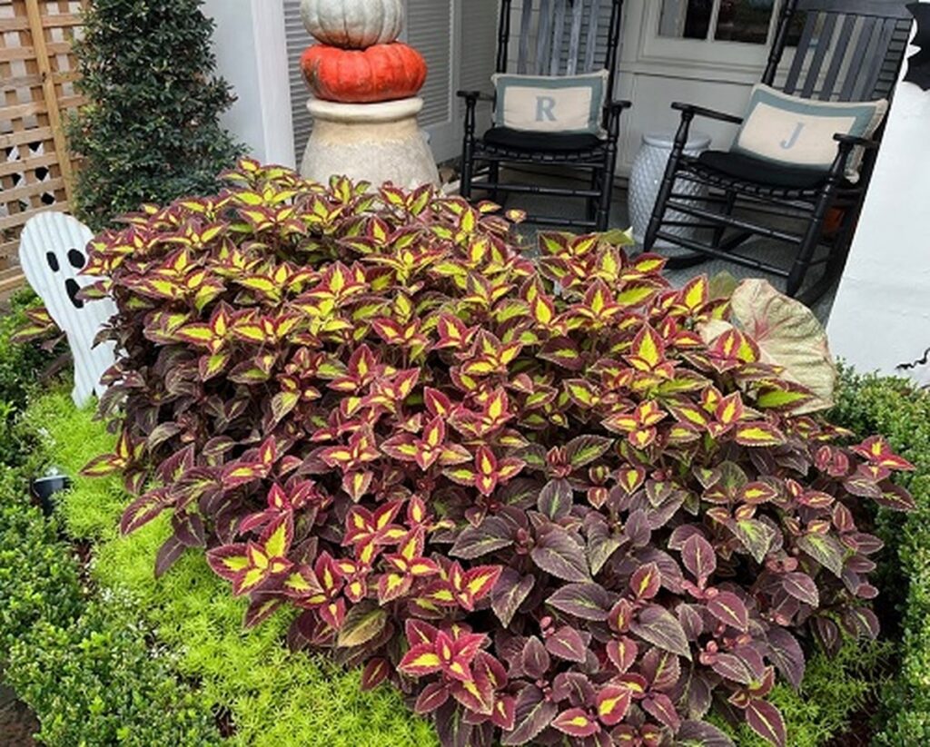 25 Brilliant Coleus Landscaping Ideas That Transform Gardens