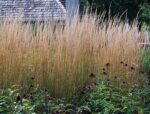 25 Brilliant Tall Grass Privacy Ideas for Your Garden Oasis