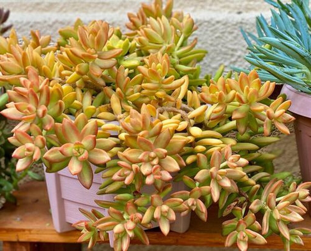 24 Breathtaking Plants That Look Like They Are Made Of Copper