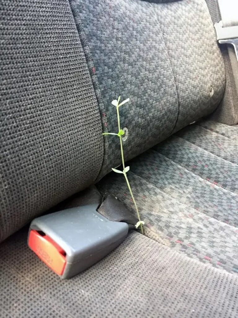 17 Jaw-Dropping Plants Growing Out Of Strange Places