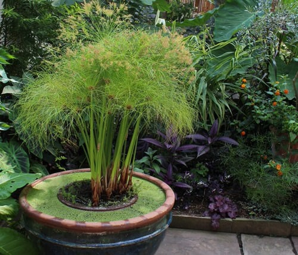 14 Charming Small Water Plants for Your Container Garden