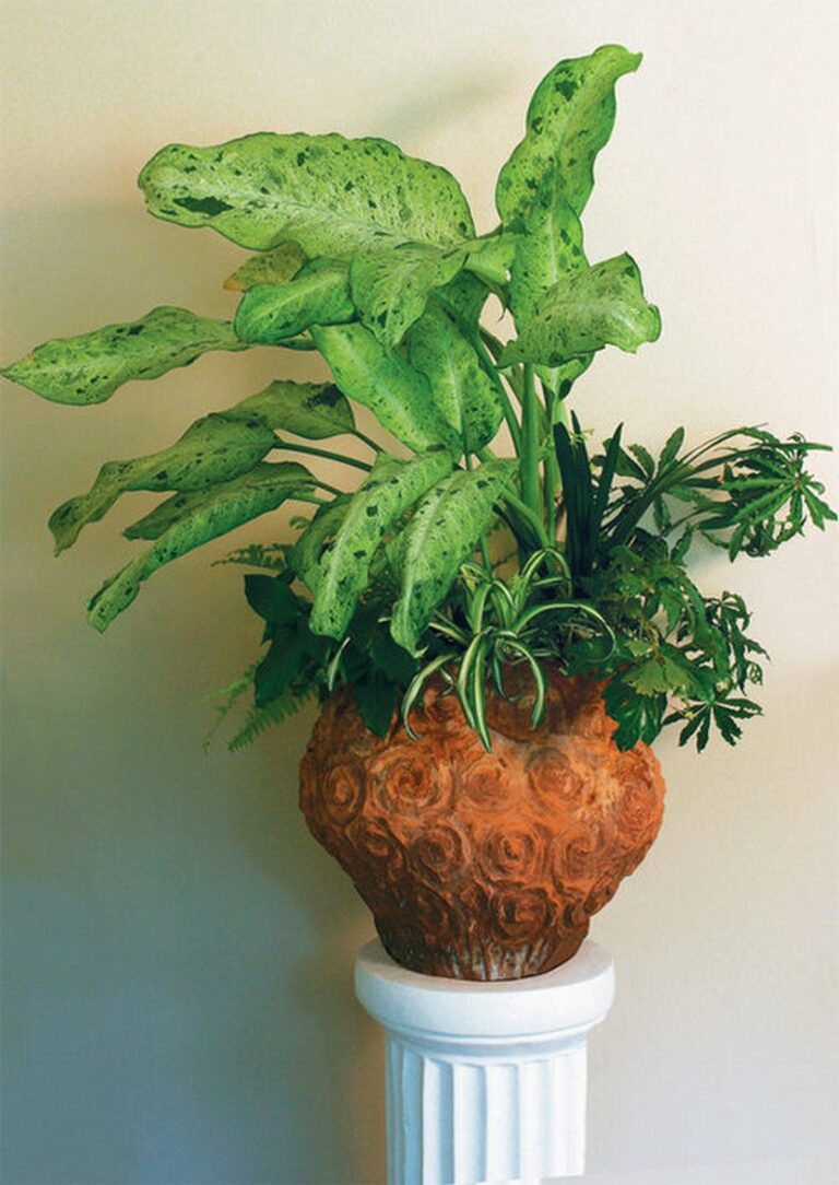 21 Gorgeous Houseplant Combination Ideas To Refresh Your Space