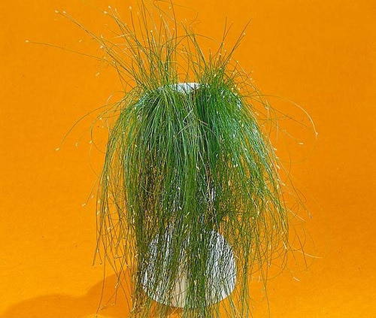 14 Stunning Indoor Plants That Look Like Hair Strands