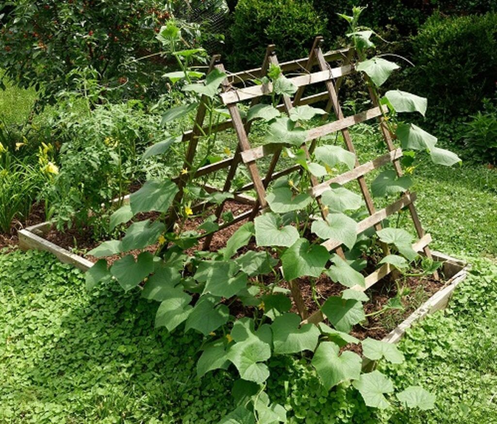 25 Genius Plant Support Ideas That Really Work