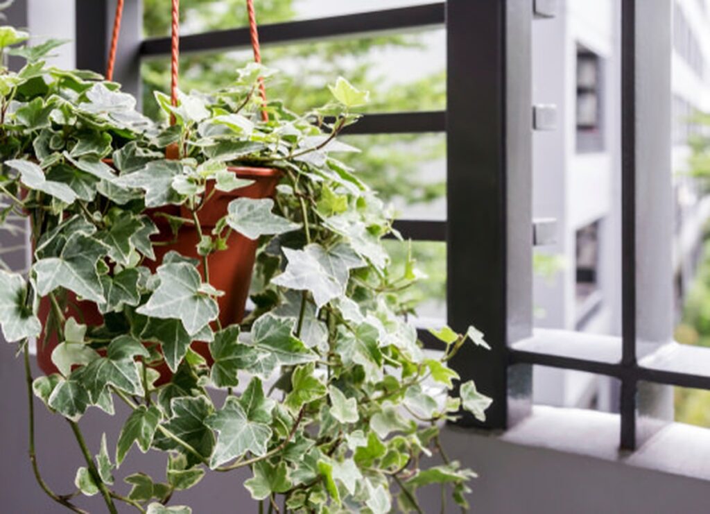13 Stunning Privacy Plants for Windows to Shield Your Home