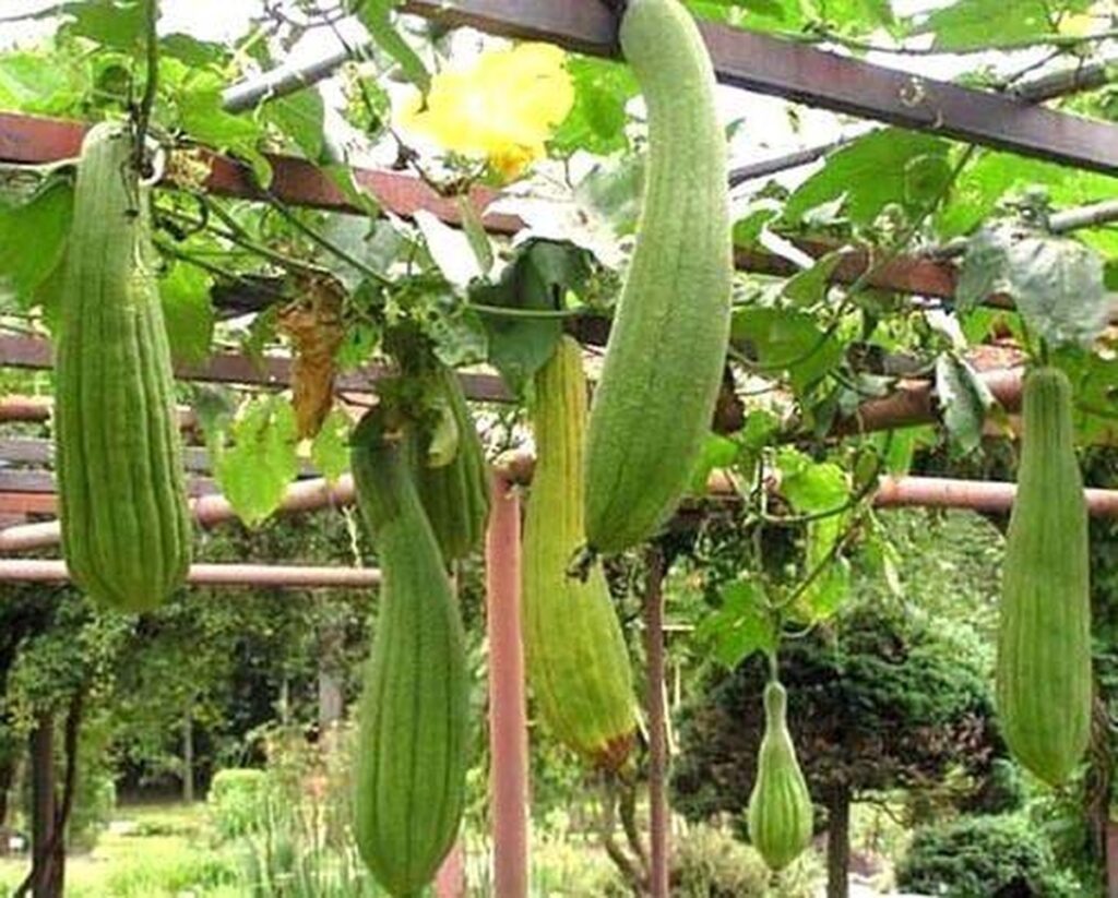 19 Incredible Heat Tolerant Vegetables for Warm Climate