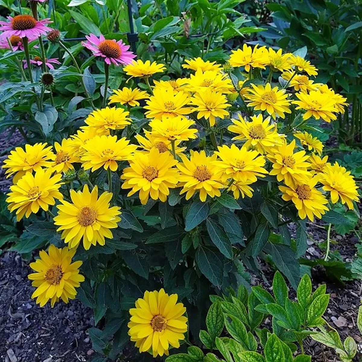 8 Stunning Perennial Sunflowers to Brighten Your Garden
