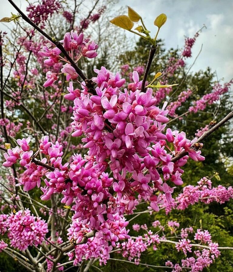 47 Beautiful Native Florida Flowers That Brighten Any Garden