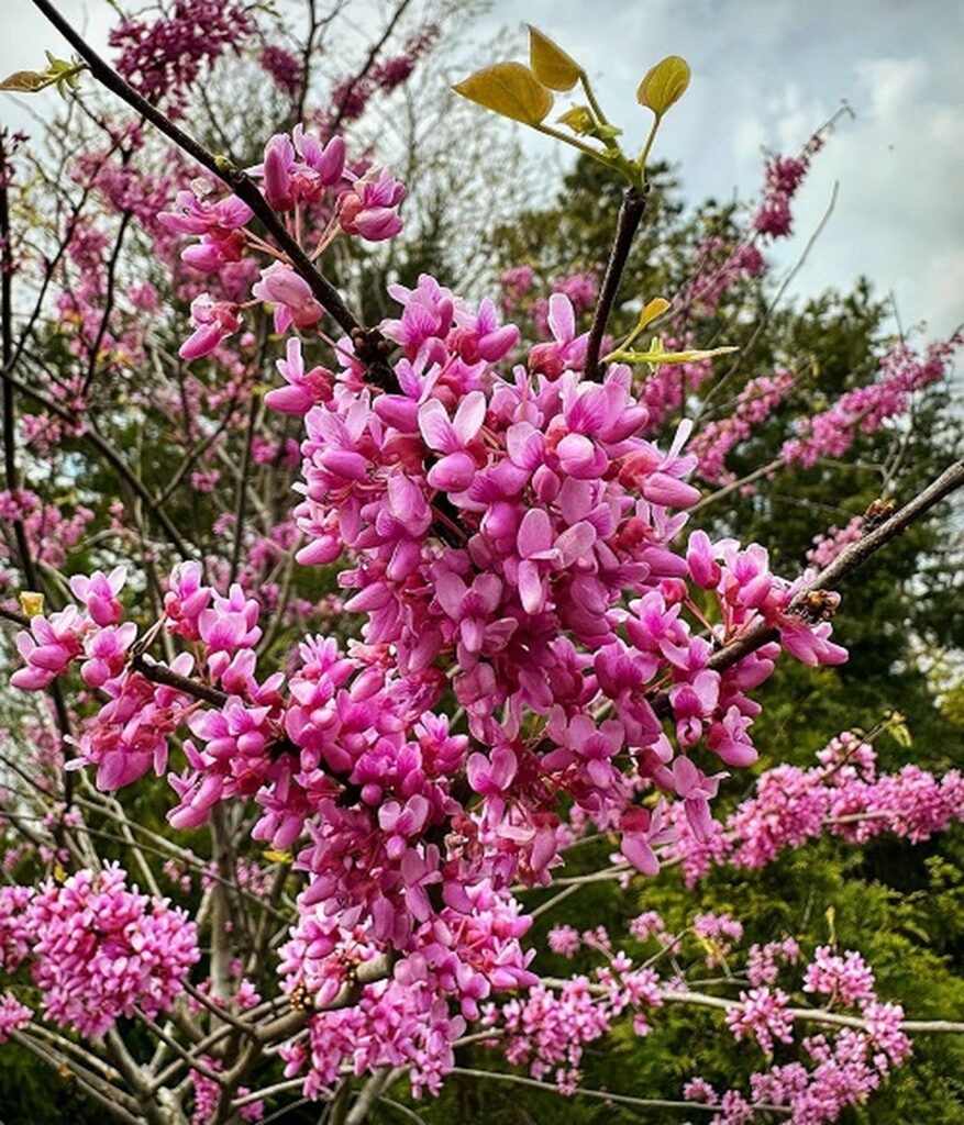 47 Beautiful Native Florida Flowers That Brighten Any Garden