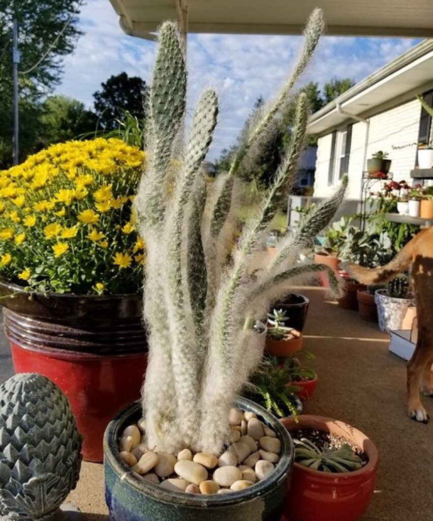 18 Amazing Types of Columnar Cactus Varieties for Your Garden