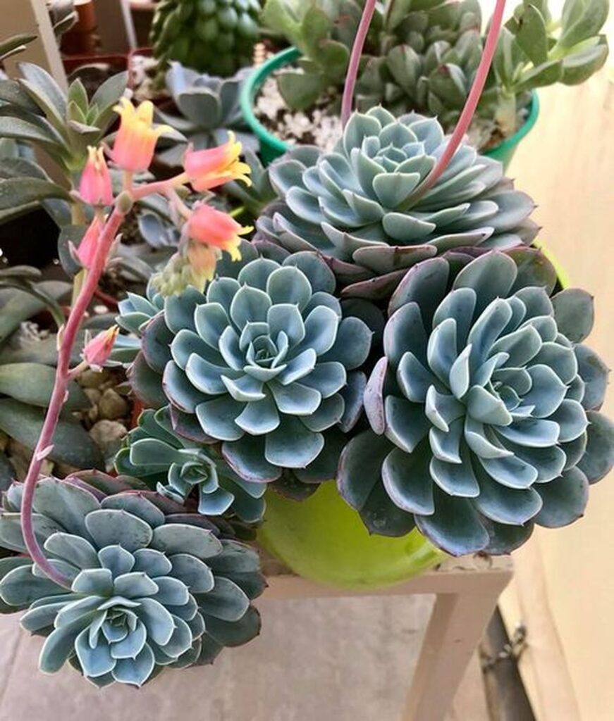 32 Amazing Types of Hens and Chicks Varieties to Discover