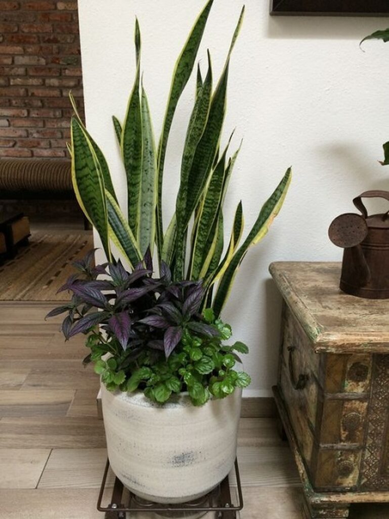 23 Stunning Snake Plant Container Combination Ideas to Try Now
