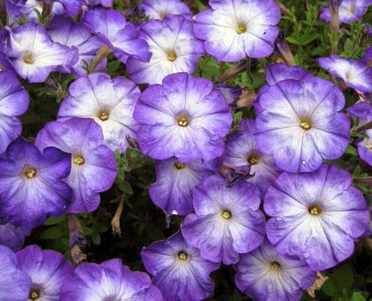 40 Stunning Types of Petunias That Brighten Any Garden