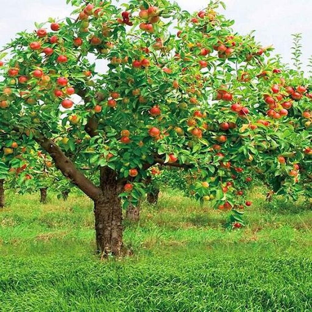 26 Delightful Cold Tolerant Fruit Trees For Your Garden