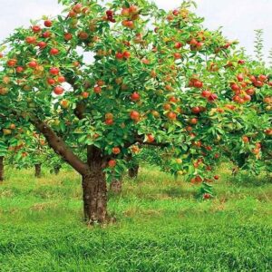 26 Delightful Cold Tolerant Fruit Trees For Your Garden