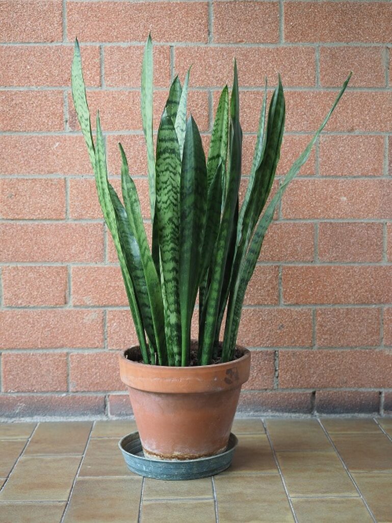 22 Stunning Plants with Sword Shaped Leaves to Freshen Your Space