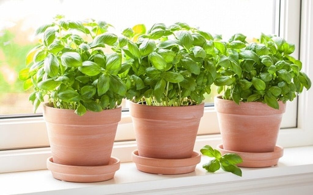 18 Beautiful Sacred Plants That Inspire Wonder Worldwide