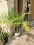 16 Amazing Small Palm Trees That Thrive in Tiny Spaces