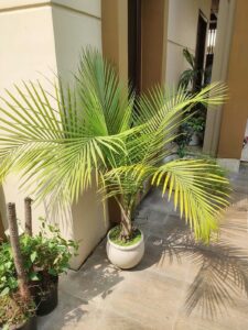 16 Amazing Small Palm Trees That Thrive in Tiny Spaces
