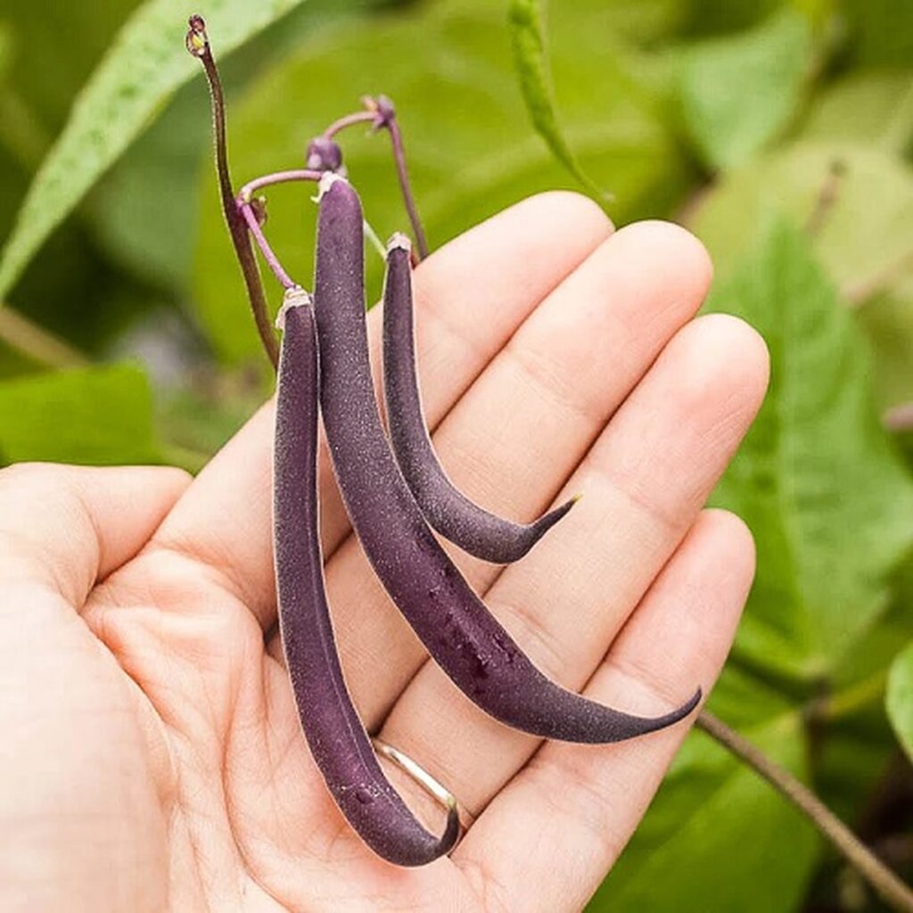 14 Delicious Purple Bean Varieties to Brighten Your Garden