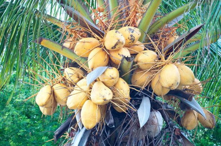 11 Fascinating Types Of Coconuts To Discover Today