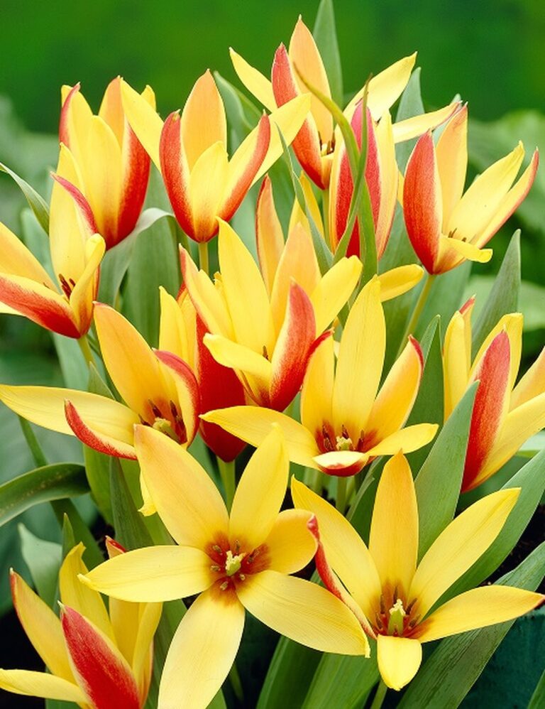 34 Enchanting Yellow Tulip Varieties to Brighten Your Garden