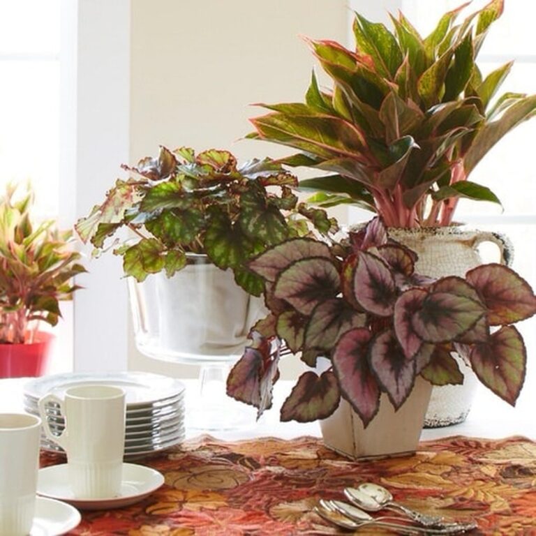 16 Gorgeous Indoor Plants for Dining Room