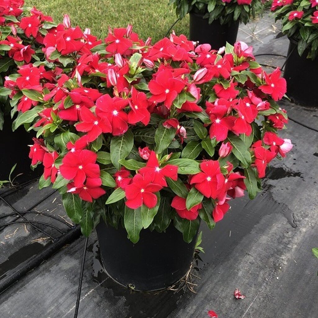 15 Types of Vincas to Brighten Your Garden