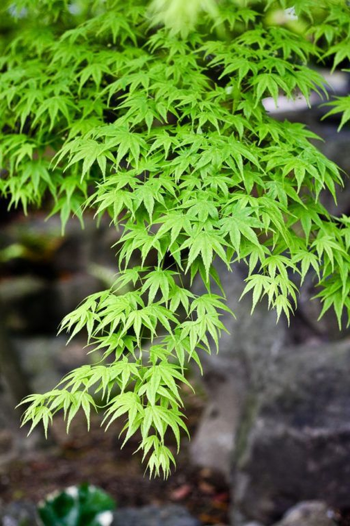 8 Surprising Plants that Look Like Marijuana - Spot the Difference!