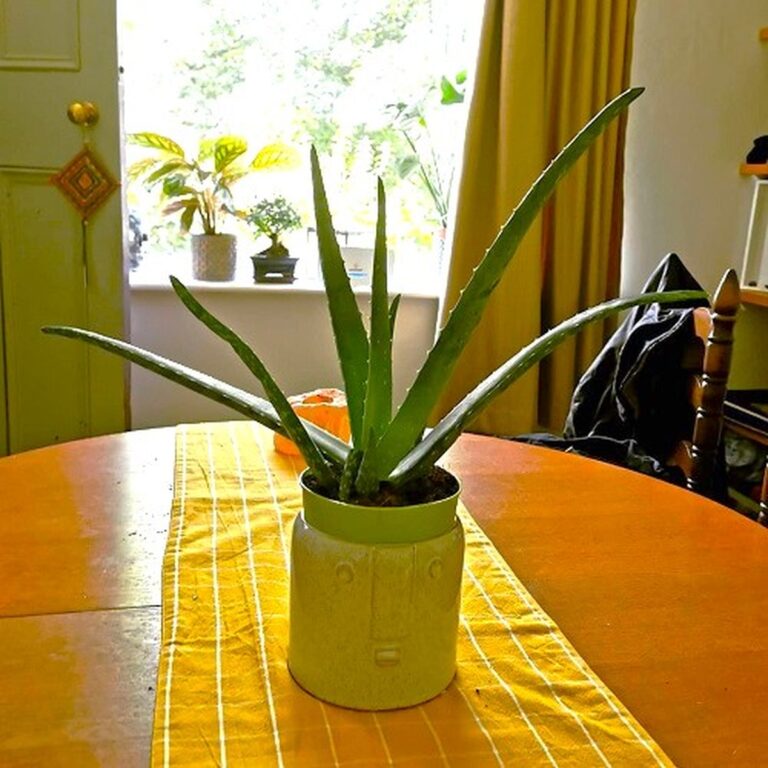 27 Stunning Aloe Vera Plant Display Ideas Indoors for Your Home