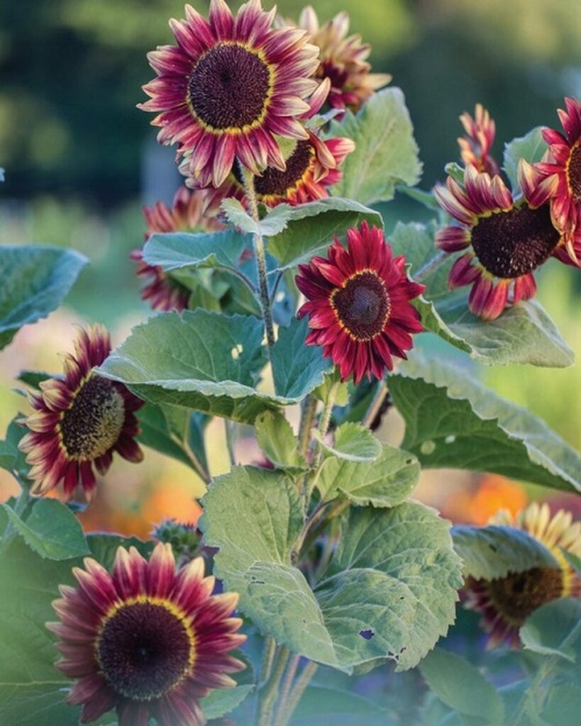 31 Stunning Sunflower Colors That Will Brighten Your Garden
