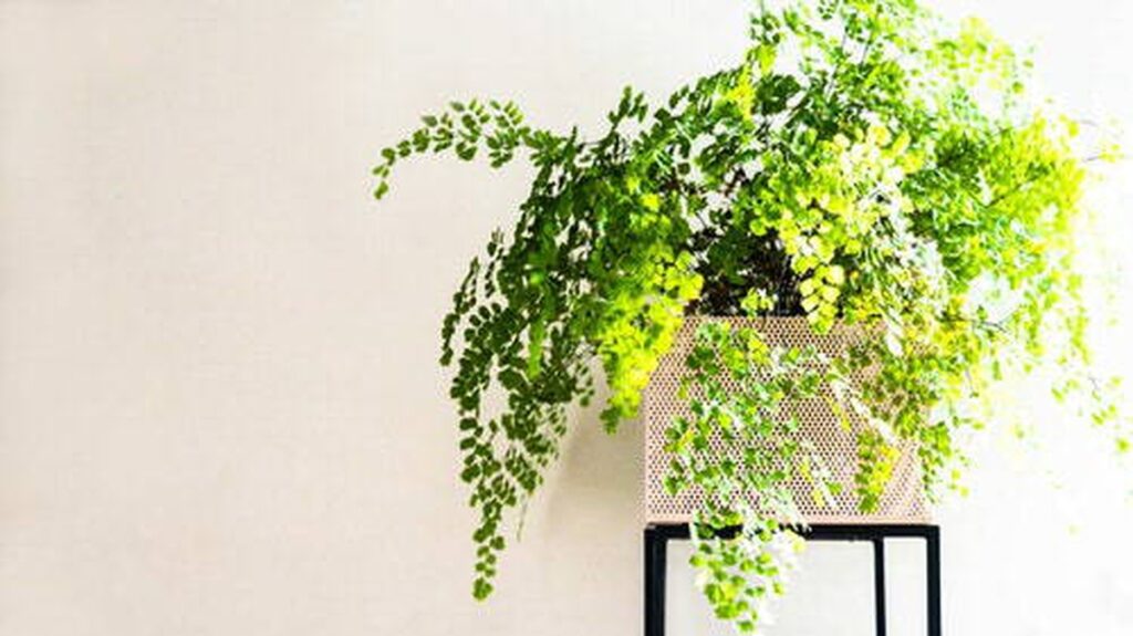 47 Most Beautiful Ferns To Grow That Thrive In Containers
