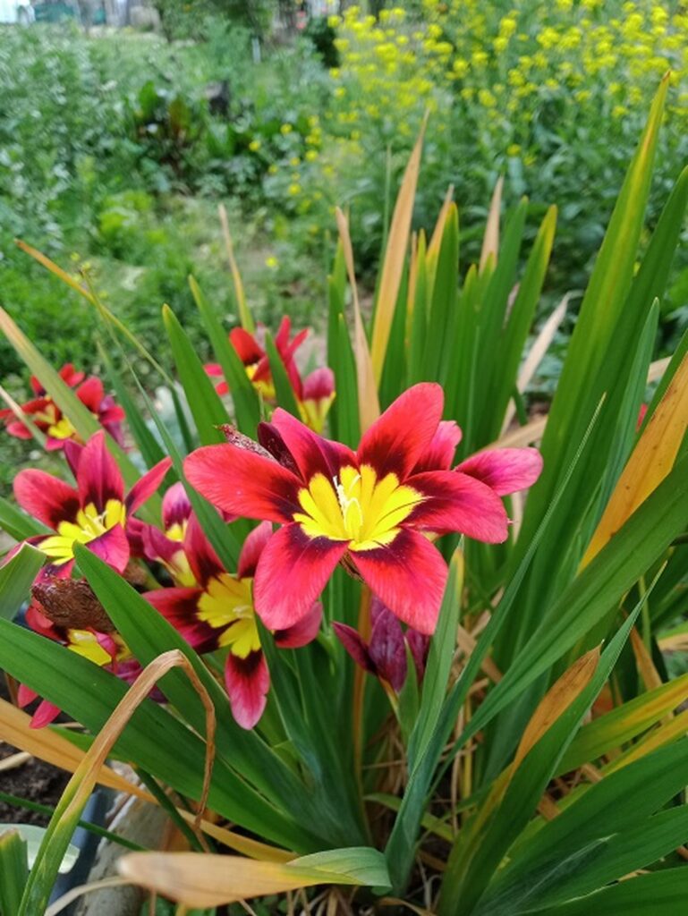 25 Breathtaking Red Flowers With Yellow Center That Wow