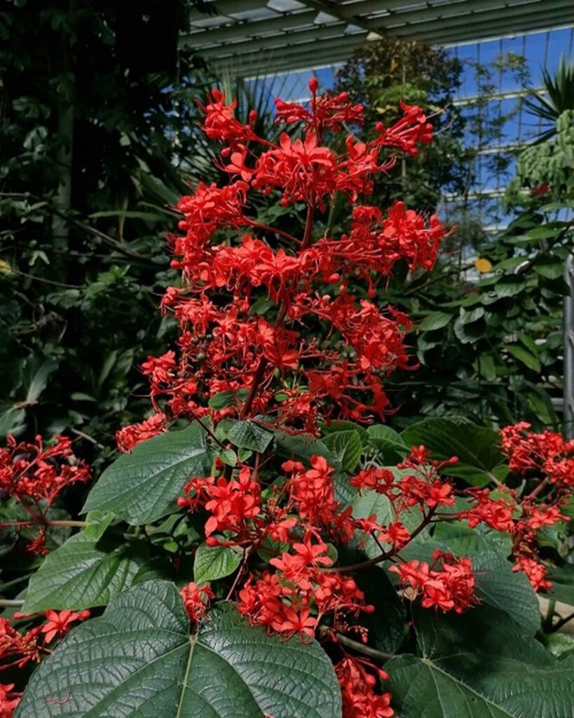 16 Stunning Clerodendrum Varieties That Will Transform Your Garden