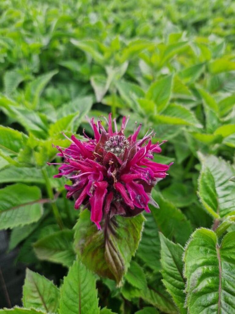 20 Enchanting Maroon Flowers That Beautify Any Garden