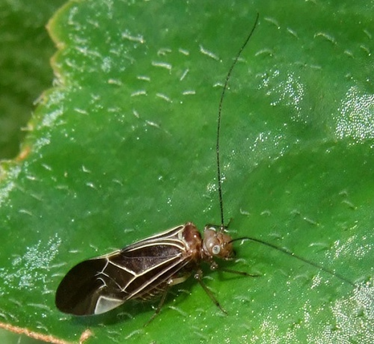 8 Sneaky Bugs That Look Like Termites: Don't Be Fooled!
