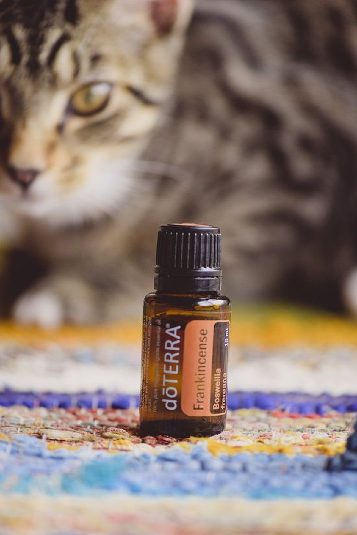 Is Frankincense Safe for Cats? Essential Facts to Know