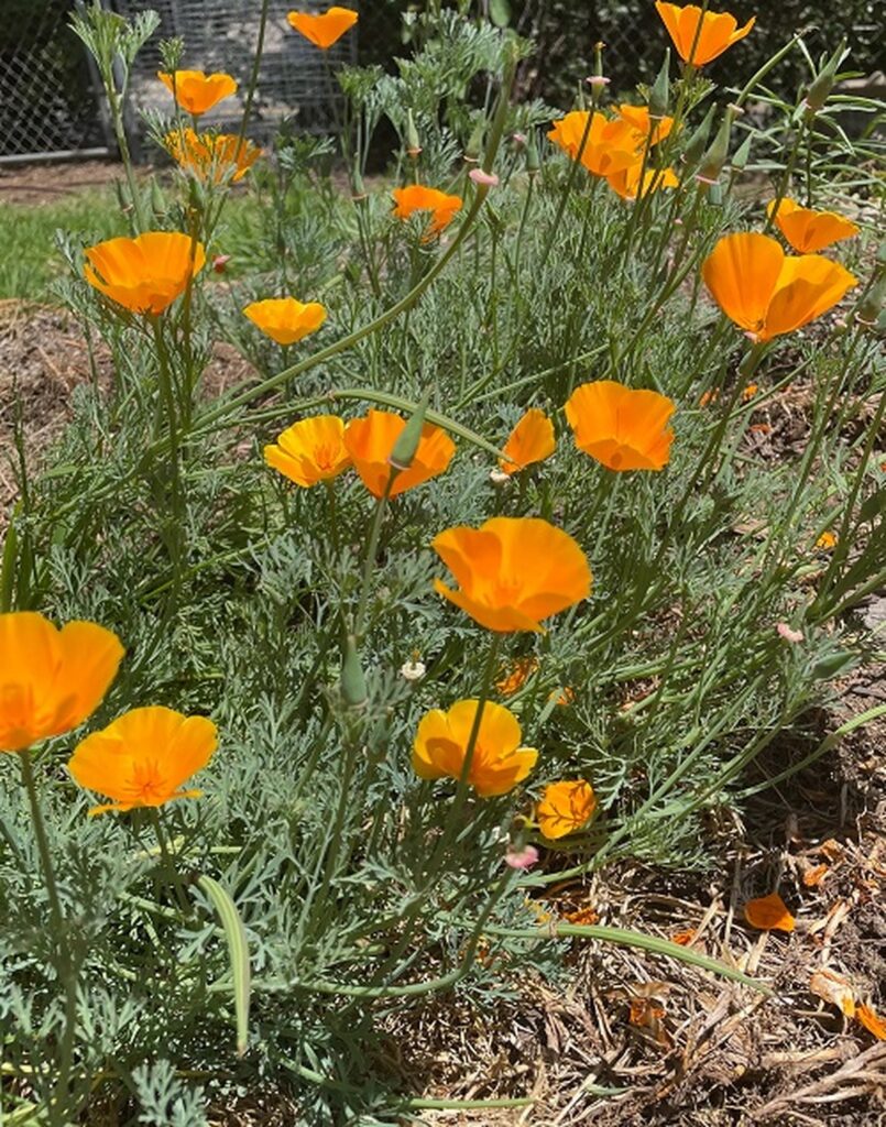 10 Breathtaking Tropical Plants With Orange Flowers