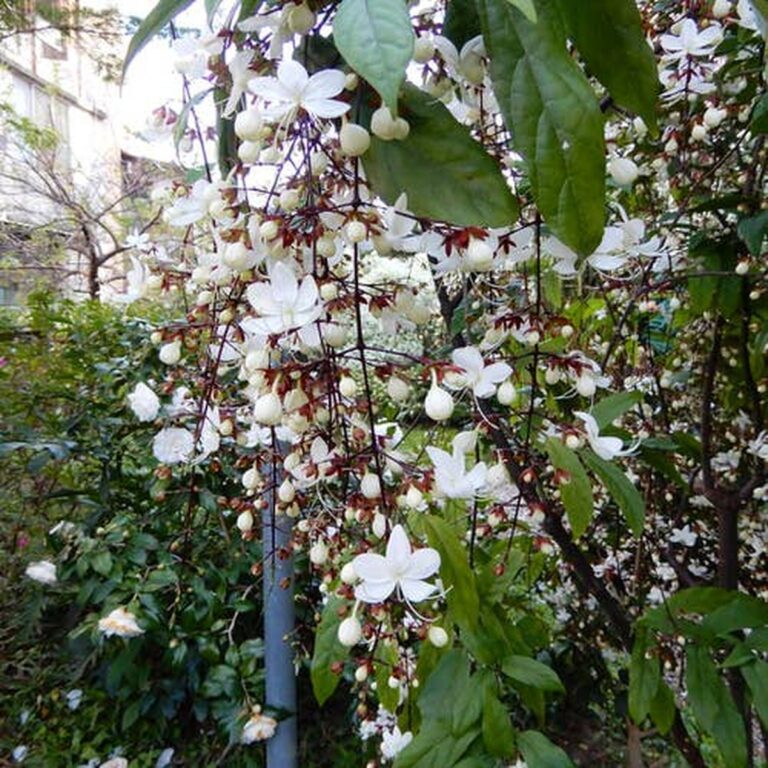 16 Stunning Clerodendrum Varieties That Will Transform Your Garden
