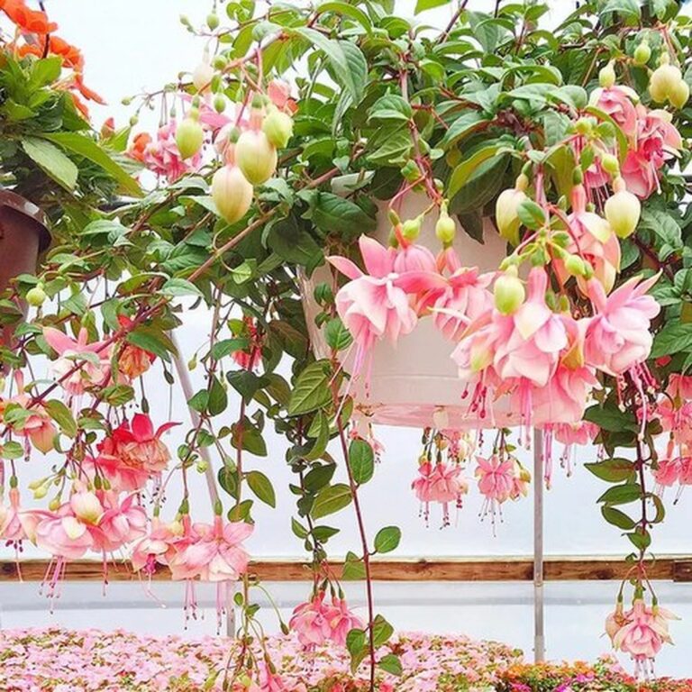 21 Gorgeous Hanging Basket Plant Ideas for a Lush Garden