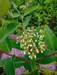 26 Fascinating Milky Sap Plants Every Garden Lover Should Know